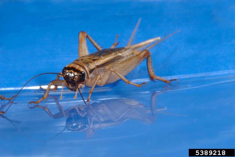 house cricket (Acheta domesticus (Linnaeus, 1758))