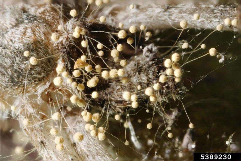 Aspergillus fungi, Aspergillus spp. (Eurotiales: Trichocomaceae) - 5389230