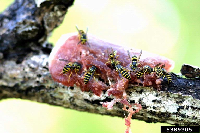 yellowjacket (Genus Vespula (Thomson, 1869))