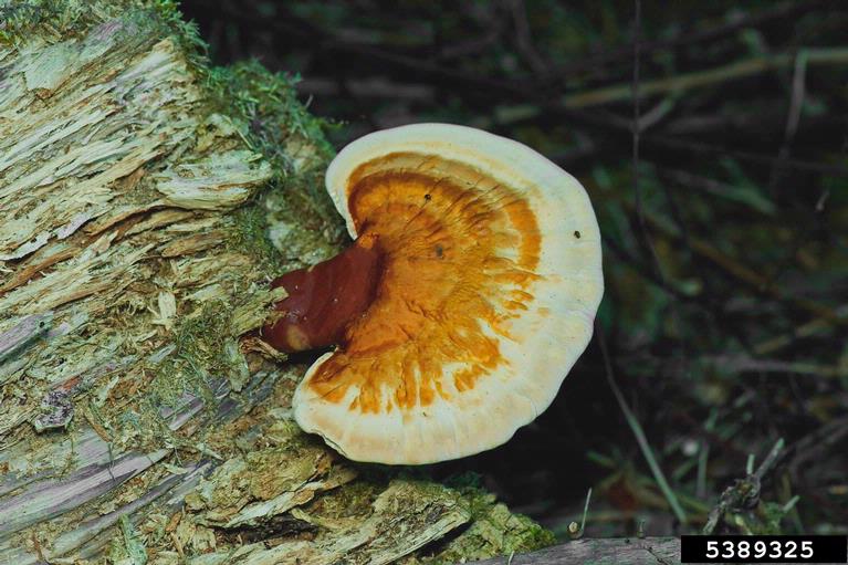 red-belted fungus, Fomitopsis pinicola (Polyporales: Fomitopsidaceae ...