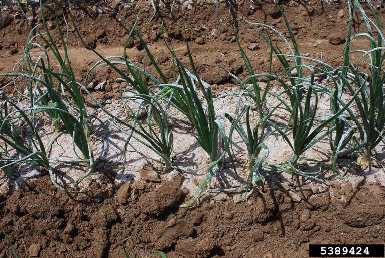 onion thrips (Thrips tabaci)