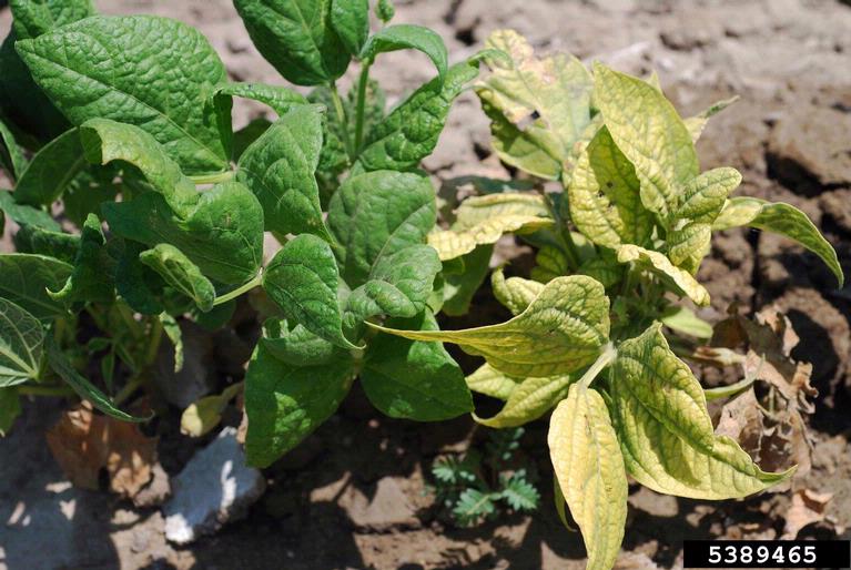 beet curly top virus (BCTV) (Hybrigeminivirus Beet curly top virus)