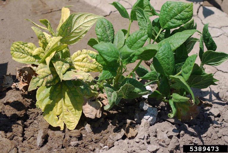 beet curly top virus (BCTV) (Hybrigeminivirus Beet curly top virus)