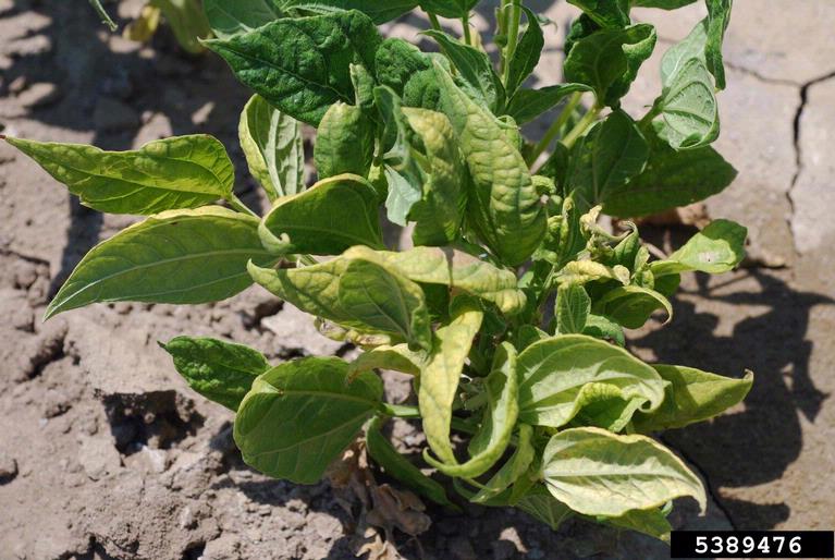 beet curly top virus (BCTV) (Hybrigeminivirus Beet curly top virus)