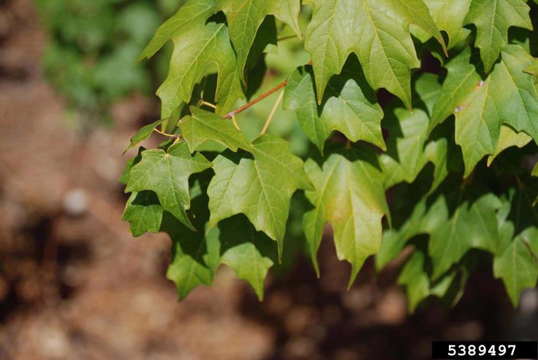 chalk maple (Acer leucoderme)