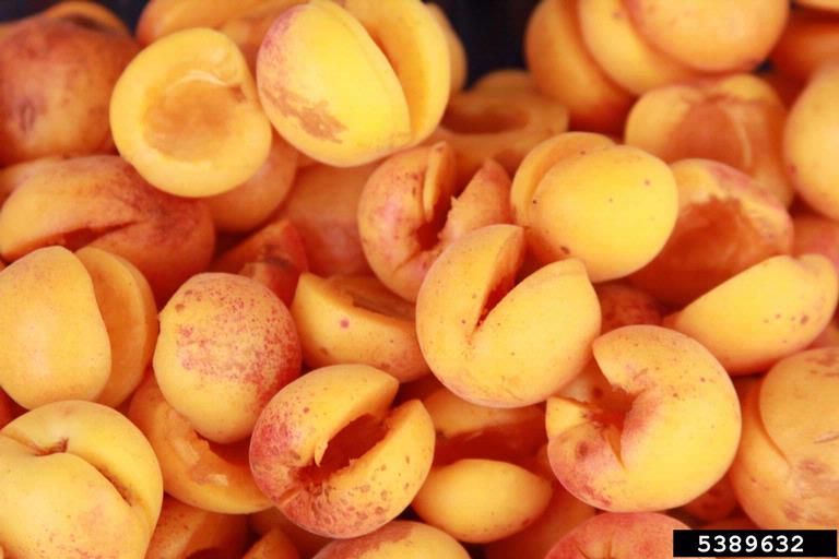apricot (Prunus armeniaca L.)