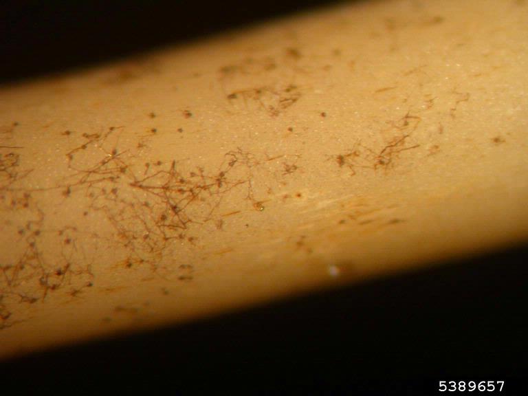 take-all root rot / sheath rot (Gaeumannomyces graminis (Sacc.) Arx & D ...