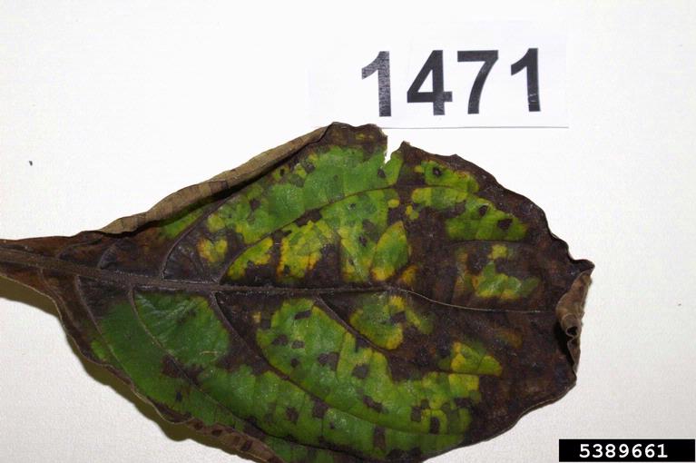 foliar nematodes (Genus Aphelenchoides)