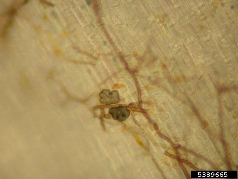 take-all root rot / sheath rot (Gaeumannomyces graminis)