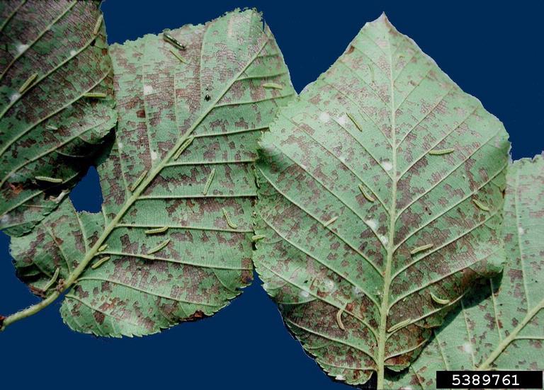 birch skeletonizer (Bucculatrix canadensisella)