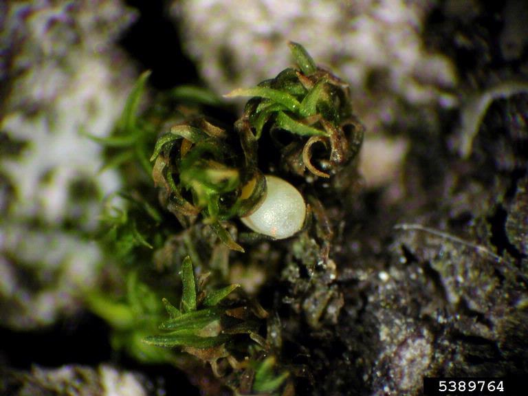 bruce spanworm (Operophtera bruceata (Hulst))