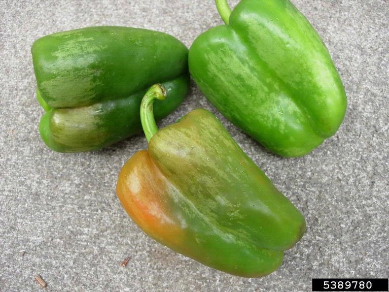 Epidermal Separation (silvering)