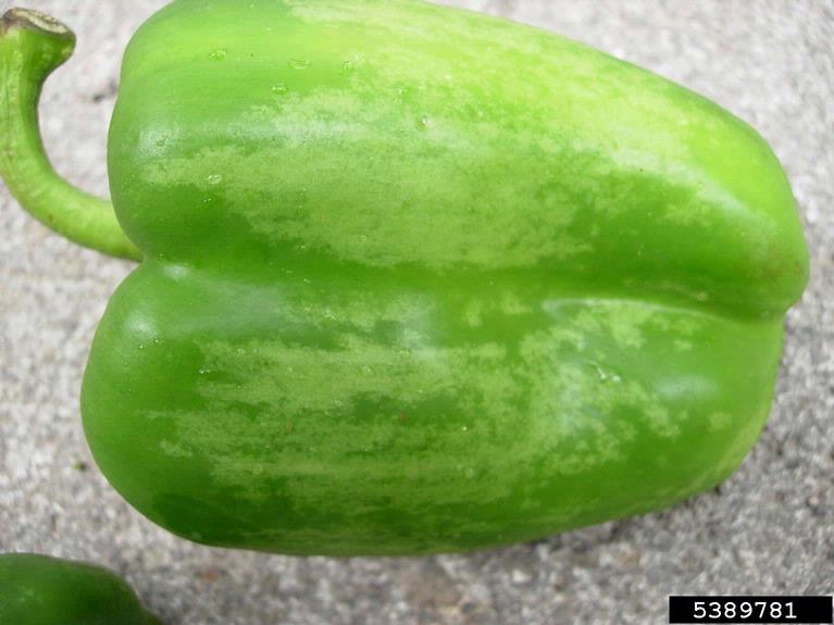 Epidermal Separation (silvering)