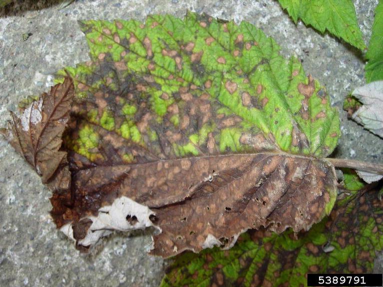 raspberry leaf spot (Sphaerulina rubi)