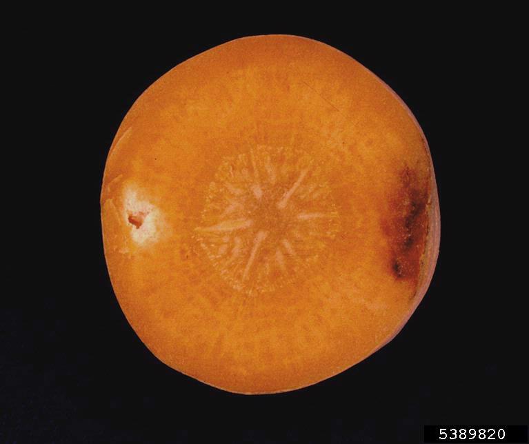 potato rot nematode (Ditylenchus destructor)