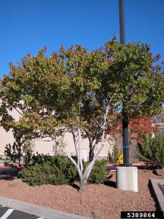 Amur maple (Acer ginnala Maxim.)