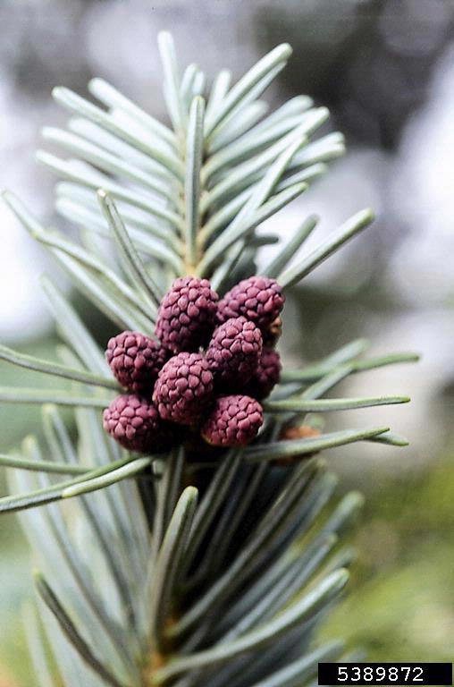 subalpine fir (Abies lasiocarpa (Hook.) Nutt.)