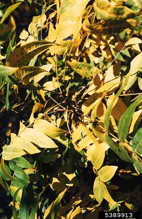 Arizona walnut (Juglans major (Torr.) A. Heller)