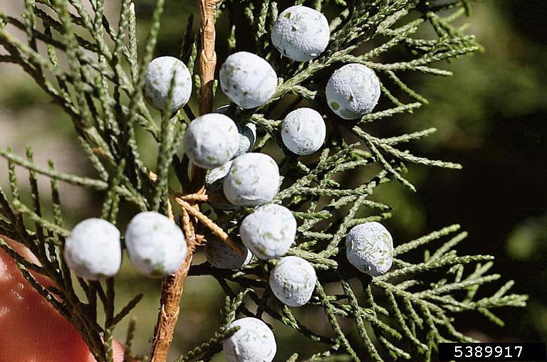 alligator juniper (Juniperus deppeana Steud.)