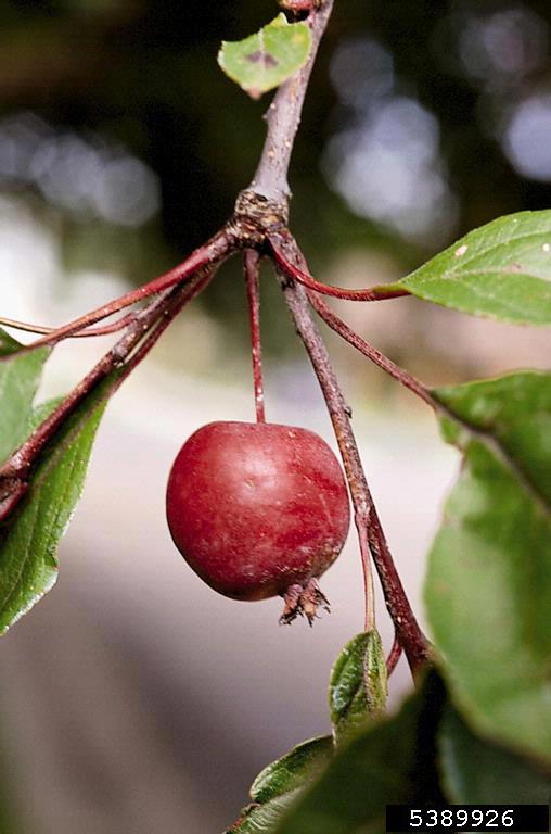 crabapple and apple (Genus Malus P. Mill.)