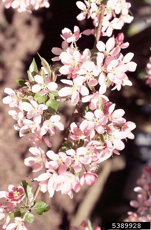 crabapple and apple (Genus Malus)