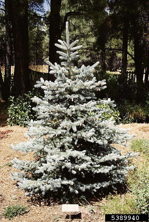 blue spruce (Picea pungens Engelm.)