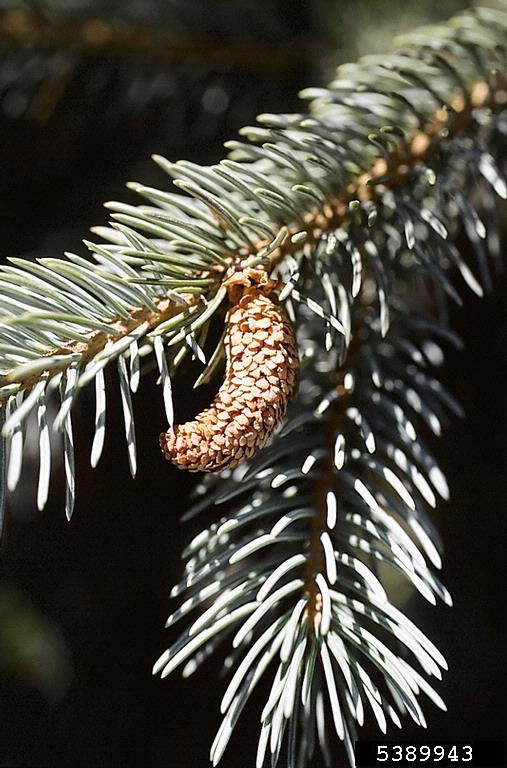 blue spruce (Picea pungens)