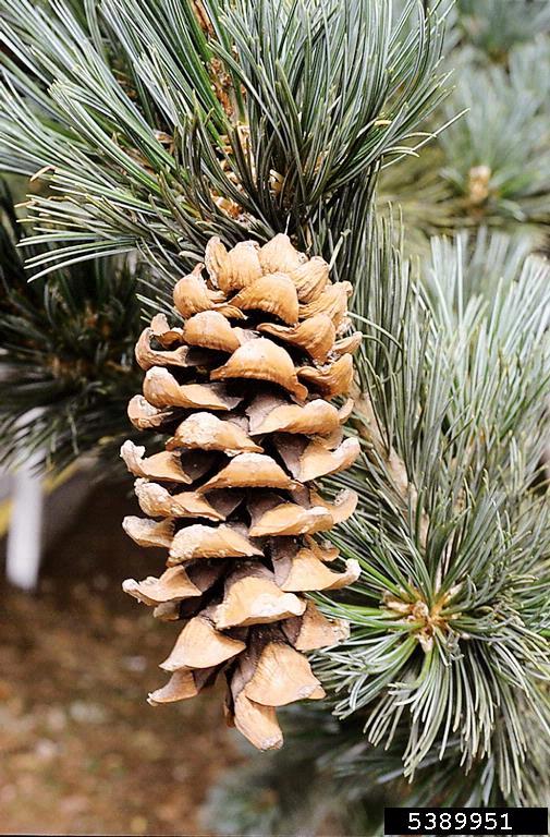 limber pine (Pinus flexilis)