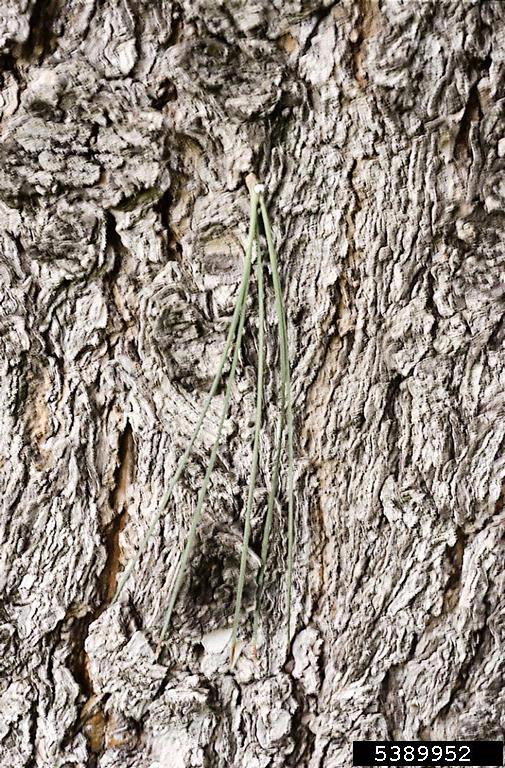 limber pine (Pinus flexilis)