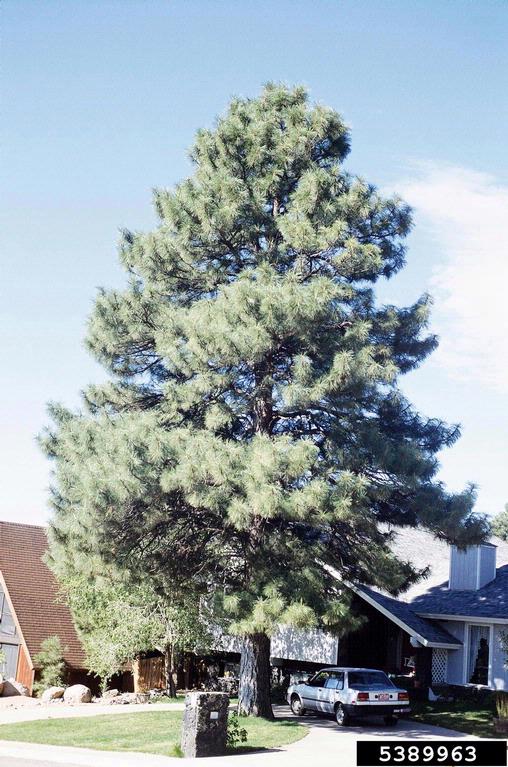 ponderosa pine (Pinus ponderosa var. scopulorum Engelm.)