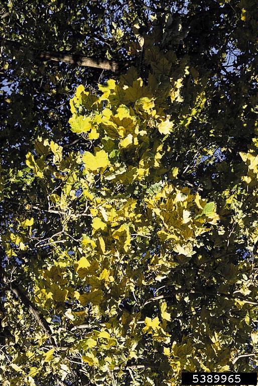 London planetree (Platanus hybrida)