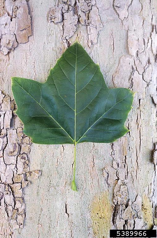 London planetree (Platanus hybrida Brot.)