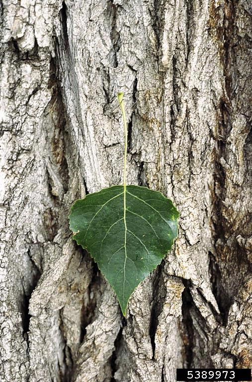 aspen/poplar (Genus Populus L.)