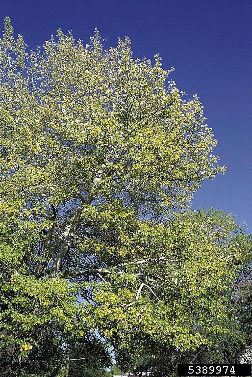 white poplar (Populus alba)