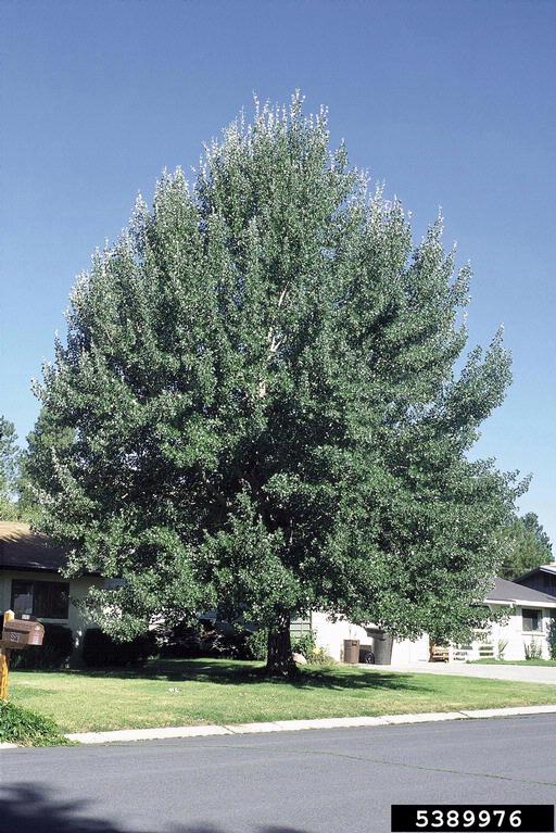 white poplar (Populus alba L.)