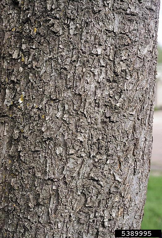 Callery pear (Bradford pear) (Pyrus calleryana Decne.)