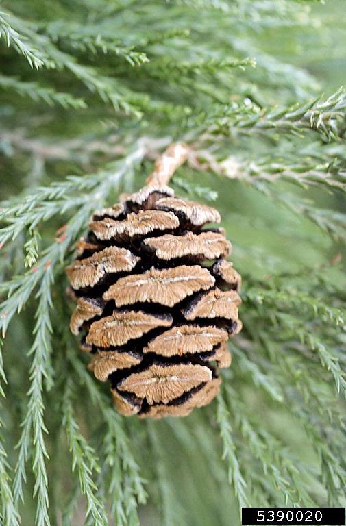 giant sequoia (Sequoiadendron giganteum (Lindl.) Buchh.)