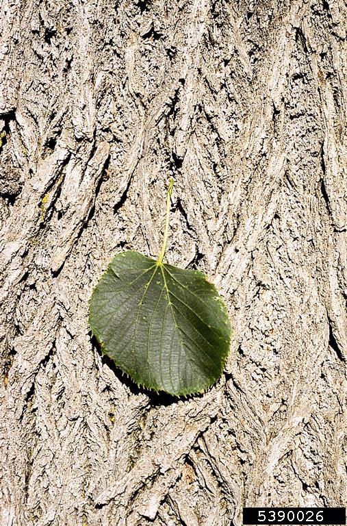 linden (Genus Tilia)