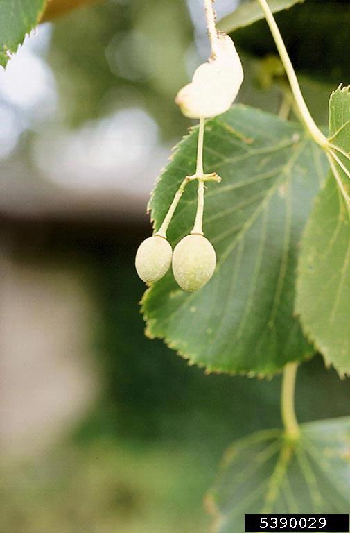 linden (Genus Tilia L.)