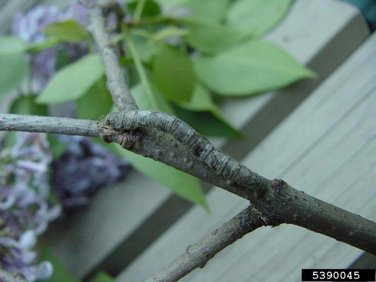 Geometrid moths, spanworms, loopers, inchworms (Family Geometridae)