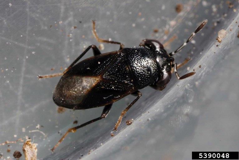 bigeyed bugs (Geocoris uliginosus)