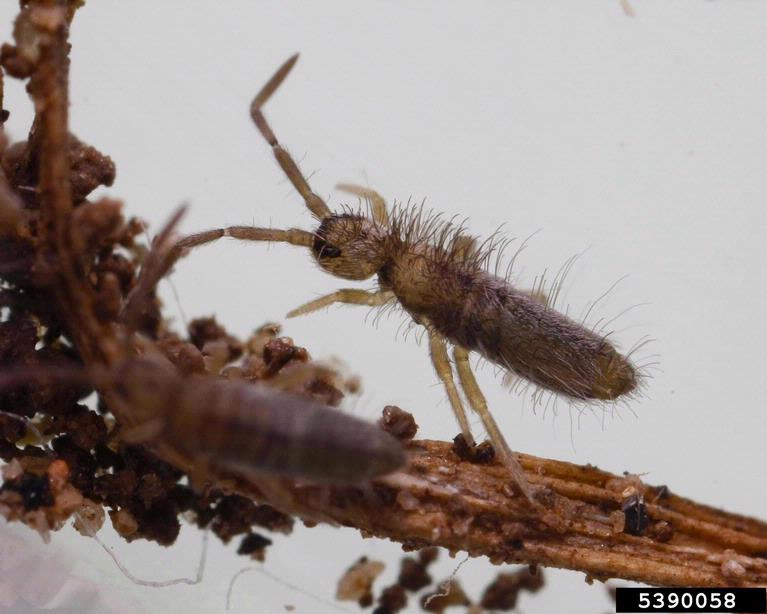 springtail (Entomobrya unostrigata)