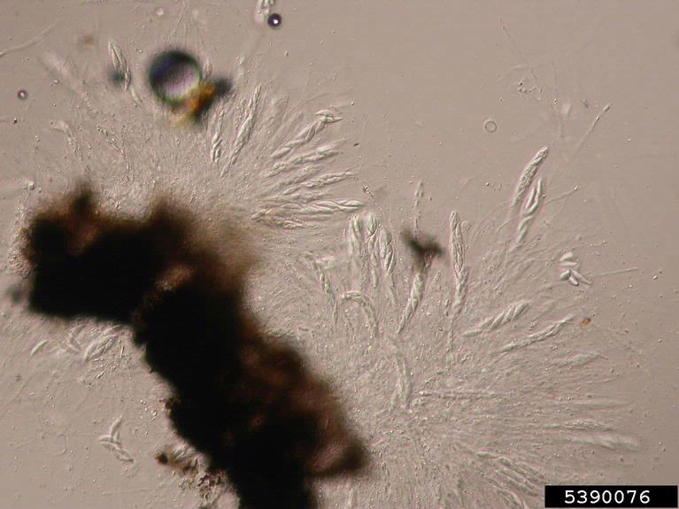 tar spot (Phyllachora afzeliae)