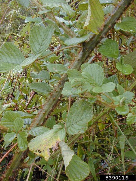 yellow Himalayan raspberry (Rubus ellipticus var. obcordatus Focke)