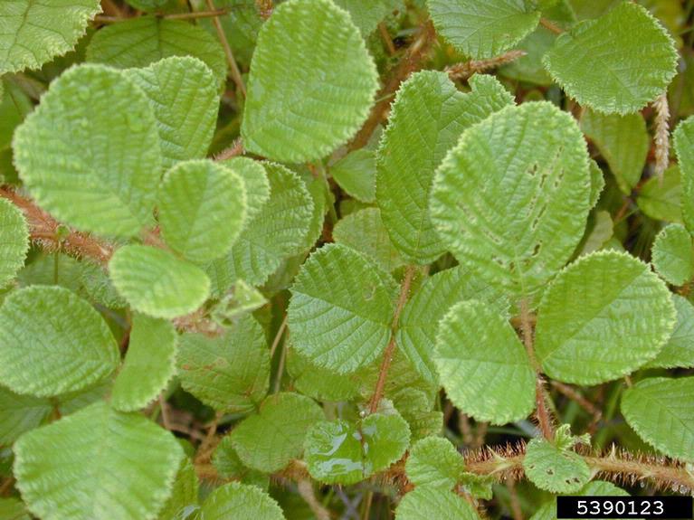 yellow Himalayan raspberry (Rubus ellipticus var. obcordatus Focke)