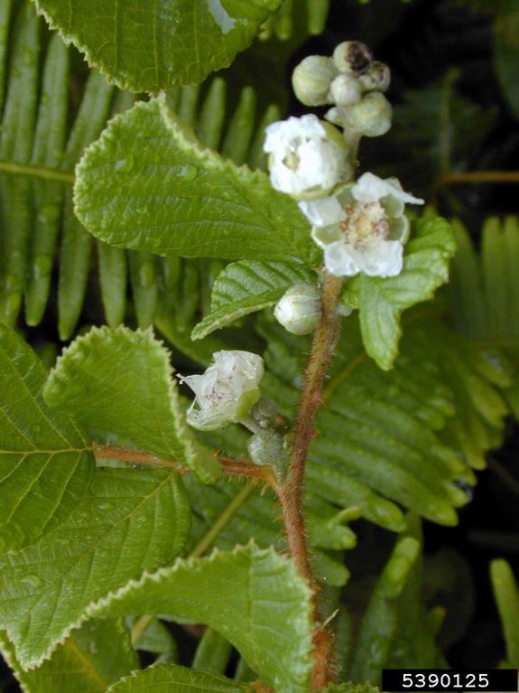 yellow Himalayan raspberry (Rubus ellipticus var. obcordatus)