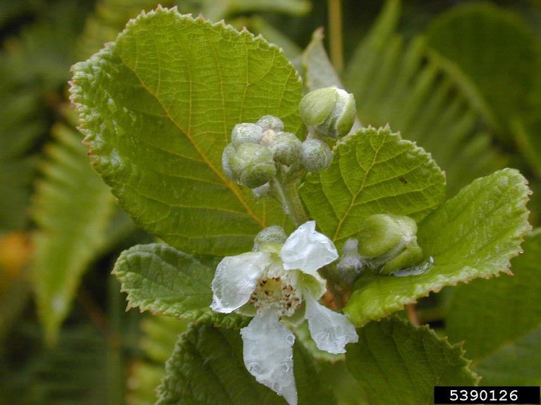 yellow Himalayan raspberry (Rubus ellipticus var. obcordatus Focke)