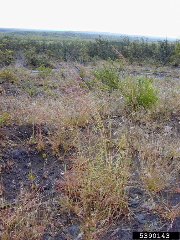 jaraguagrass (Hyparrhenia rufa (Nees) Stapf)