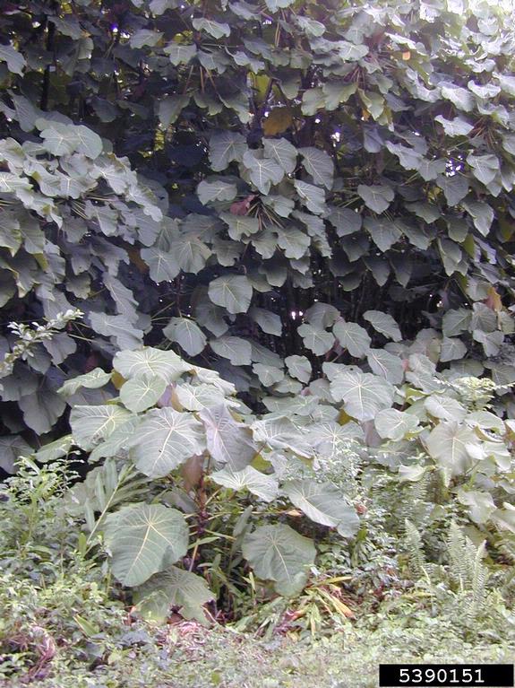 pengua (Macaranga mappa)