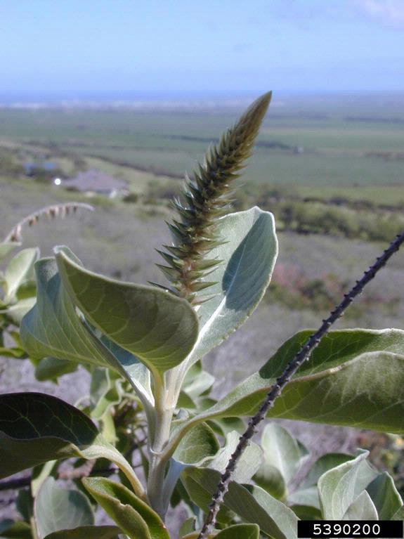 Maui chaff flower (Achyranthes splendens var. splendens Mart. ex Moq.)